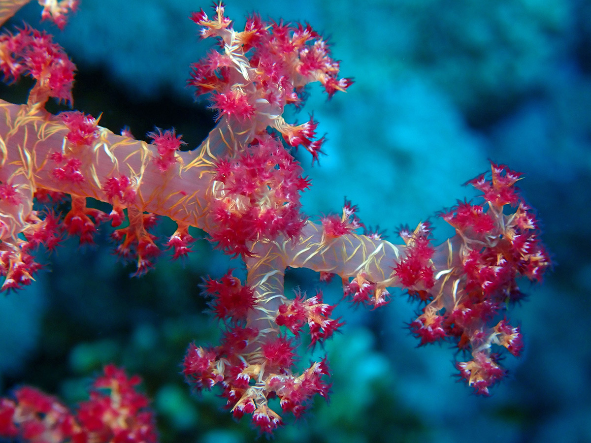 Soft Coral, Dendronephthya hemprichi: why it's different to other soft ...